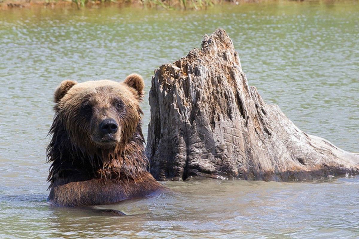 Grizzly bear trophy hunt to end Nov. 30 | Sooke News Mirror