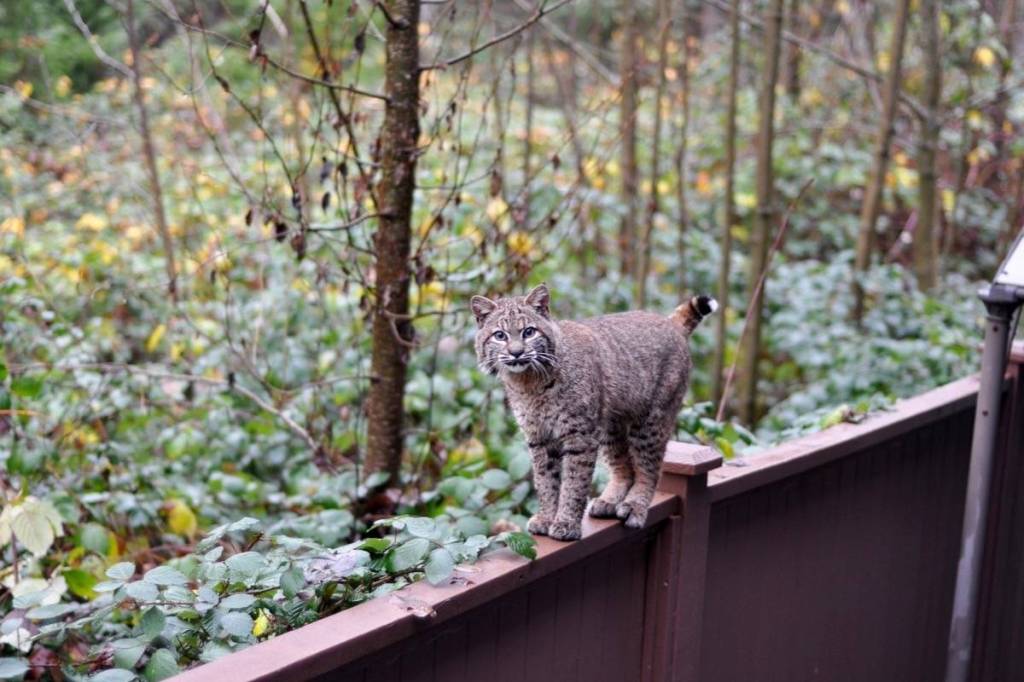 Mom, kitten bobcat visit B.C. backyard | Sooke News Mirror
