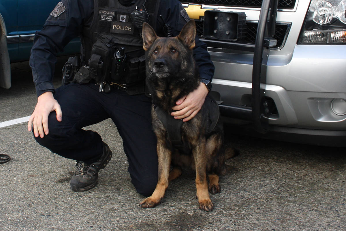 Alpha dog leads VicPD to arrest suspect | Sooke News Mirror
