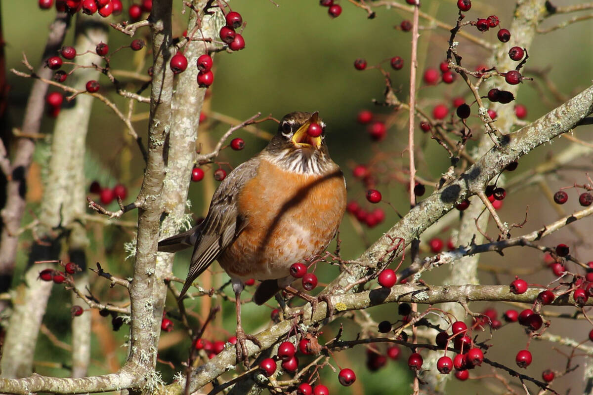 Citizen science: Rare species make a reappearance for Victoria Bird ...