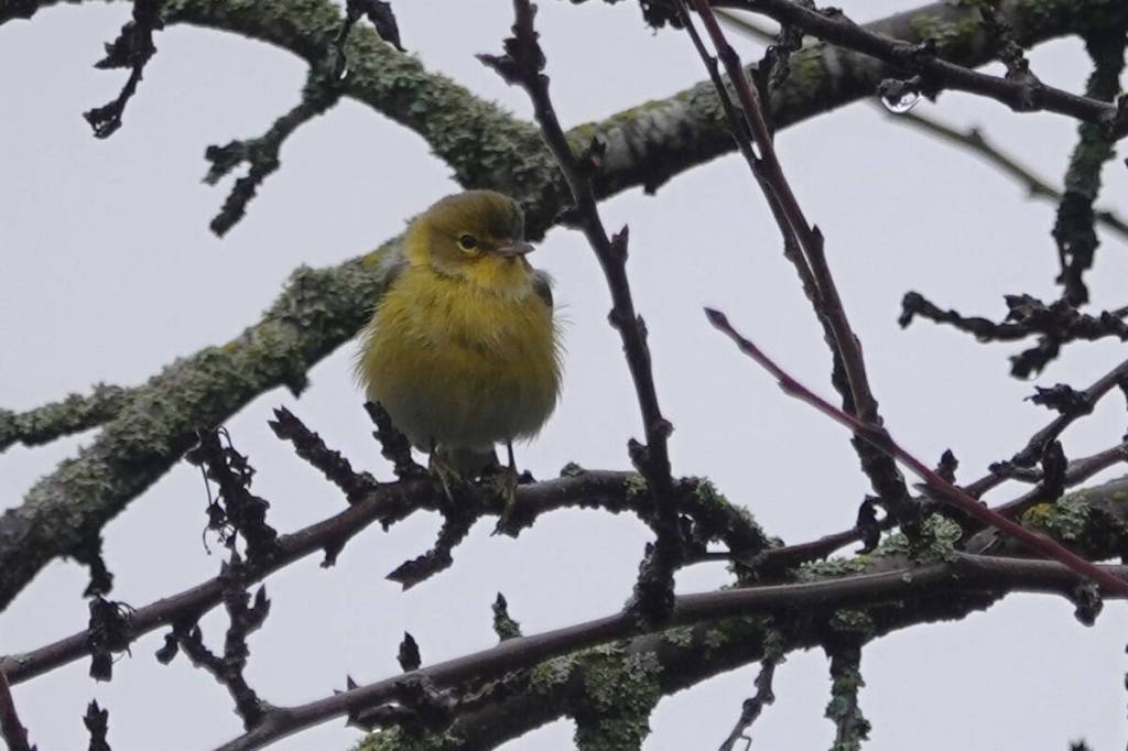 Citizen science: Rare species make a reappearance for Victoria Bird ...