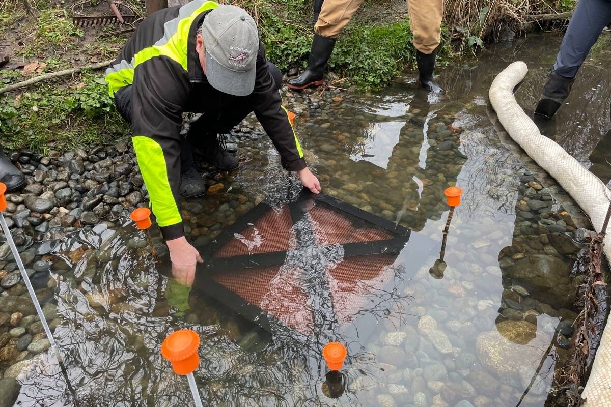 Salmon returns off the table for Oak Bay’s Bowker Creek – for now ...
