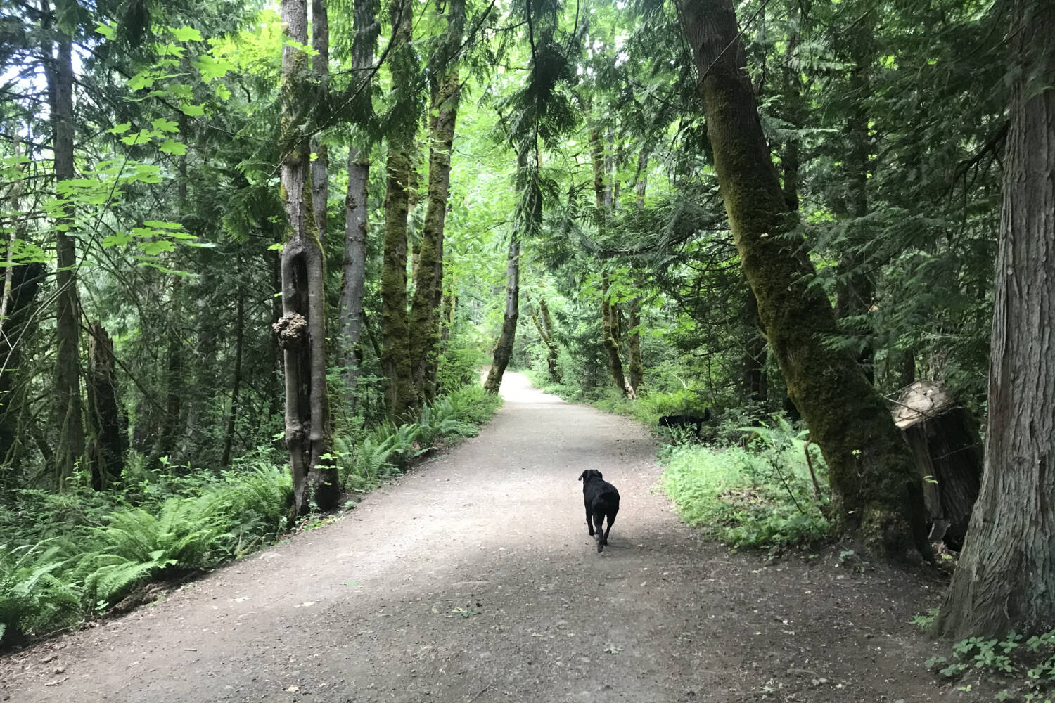 LETTER: Saanich dog owners’ compromise would have protected sensitive ...