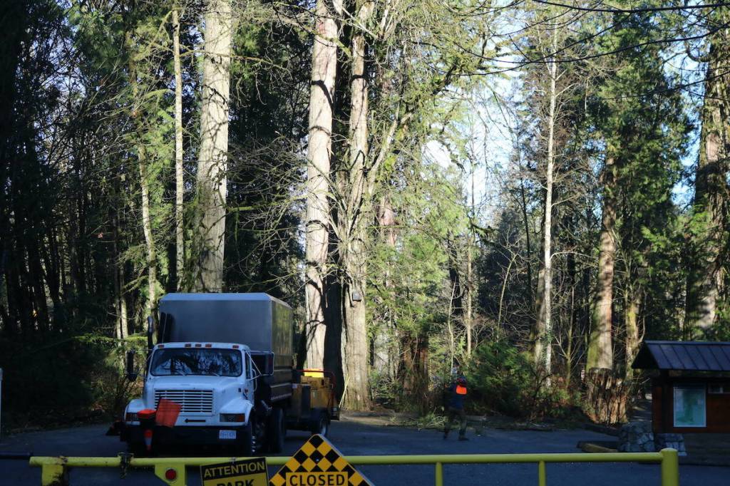 Toppled old-growth in Goldstream park finds new life as salmon safe ...