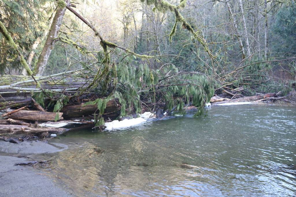 Toppled old-growth in Goldstream park finds new life as salmon safe ...